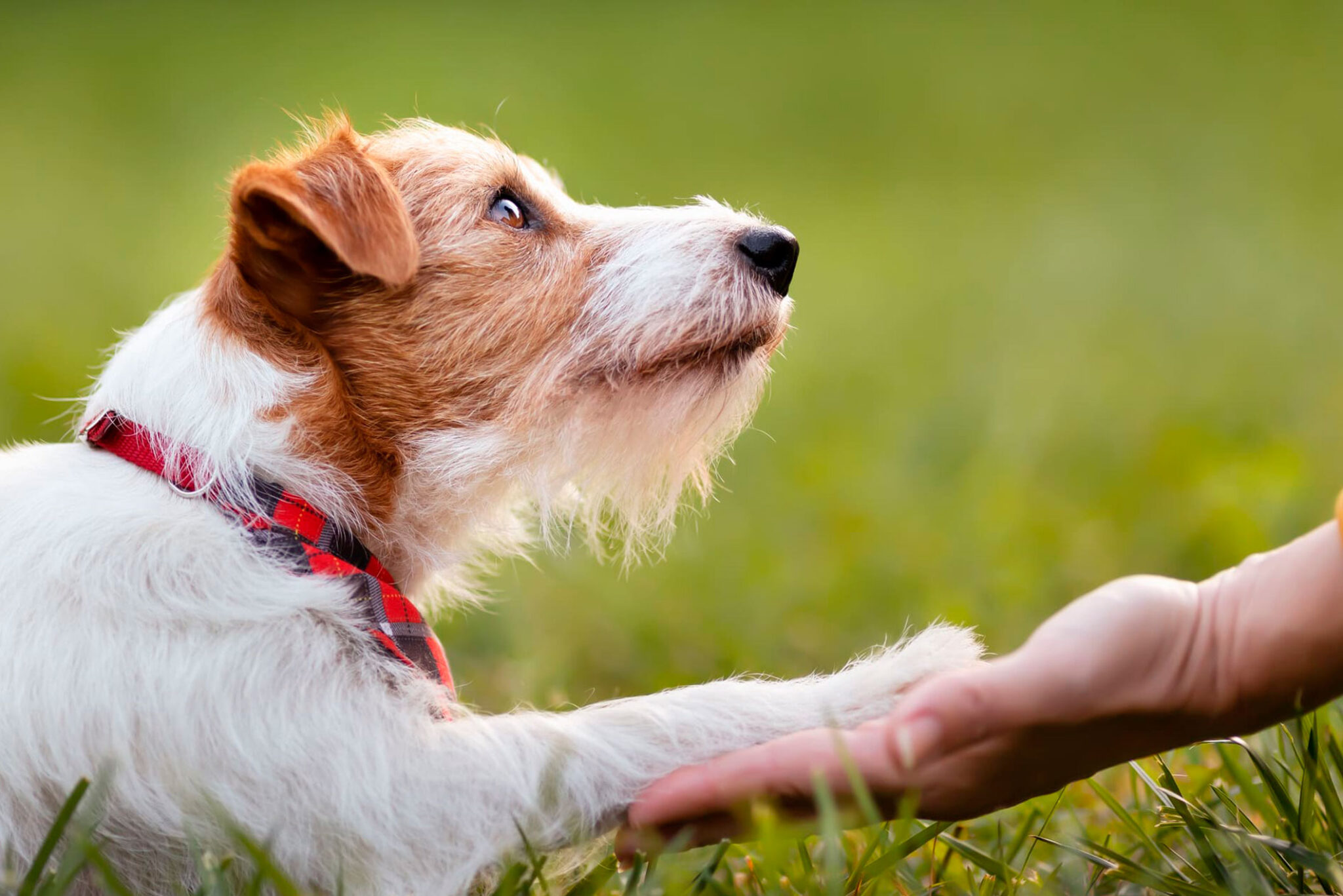 Como entrenar a tu perro de forma efectiva – Nutrapet